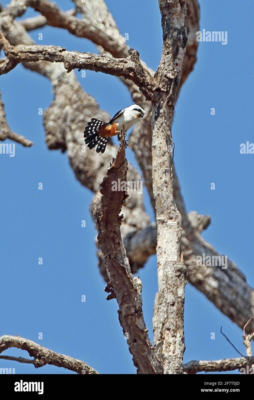 Microhieras caerulescens hi-res stock photography and images - Alamy