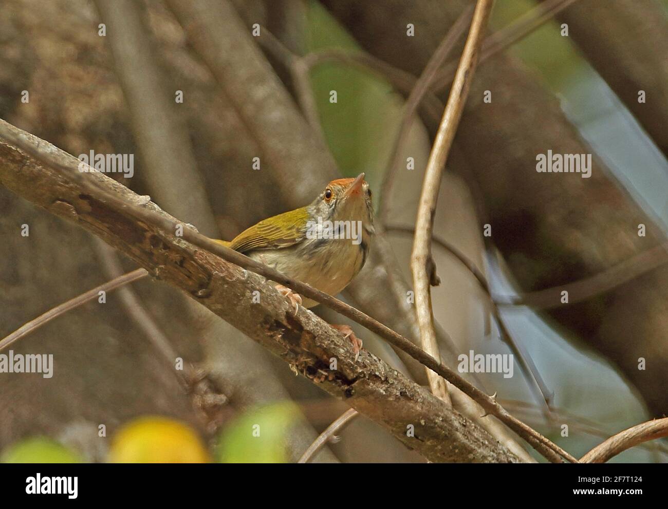 Common Tailorbird (Orthotomus sutorius maculicollis) adult perched on ...