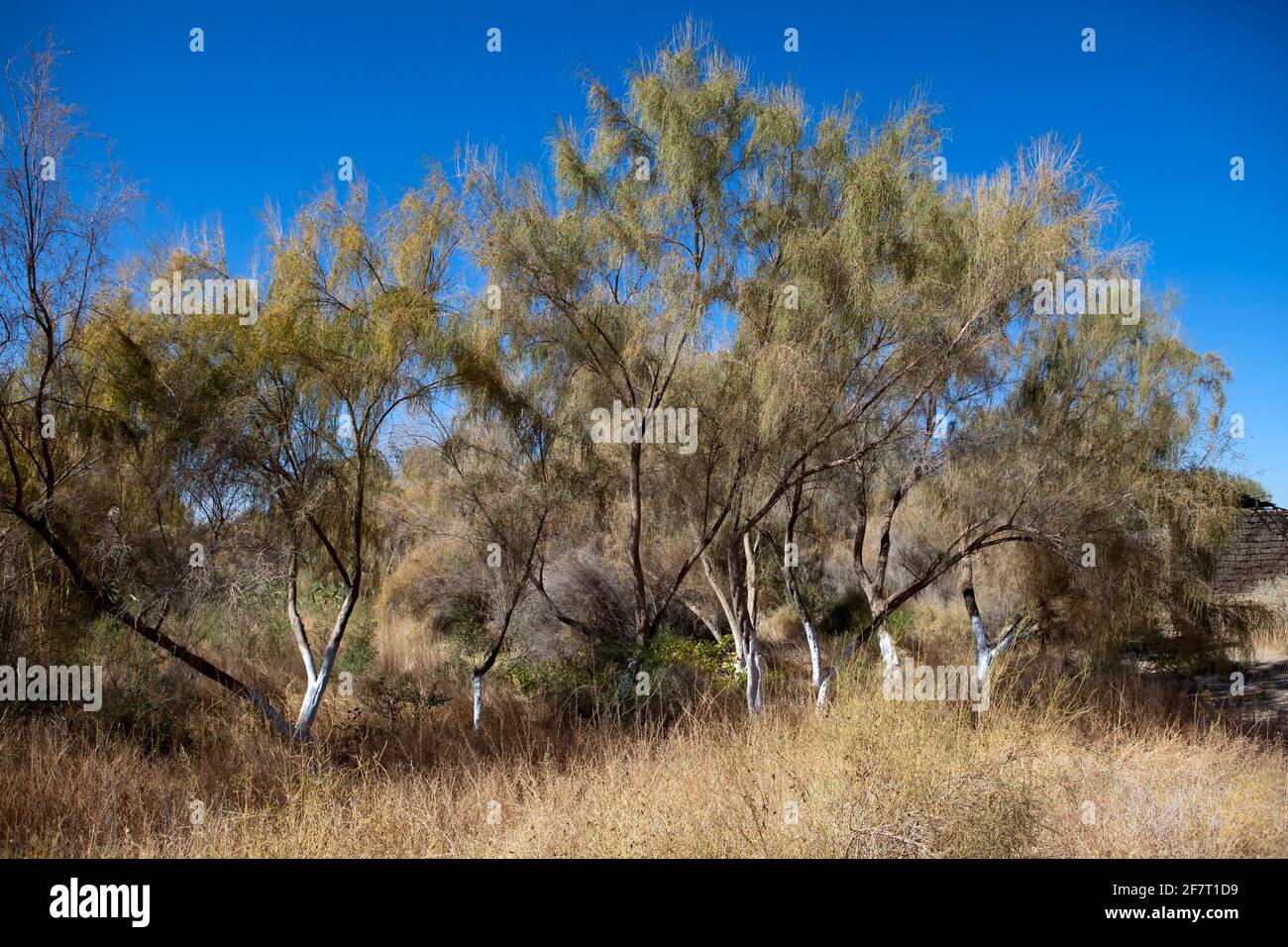 Haloxylon (saxaul) - genus of shrubs or small trees, plant family ...