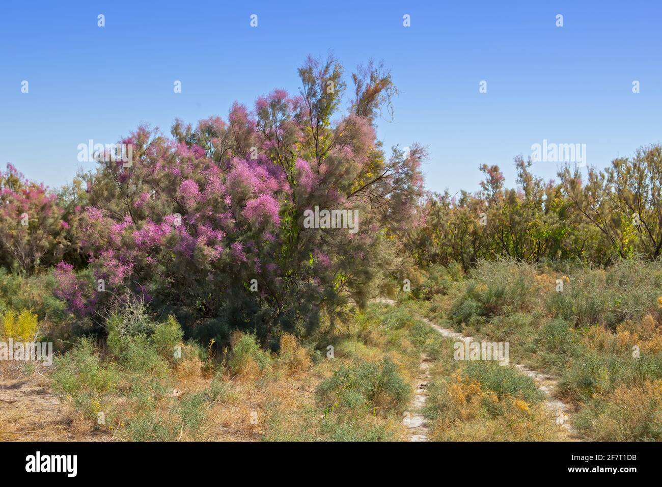 Desert tamarix hi-res stock photography and images - Alamy