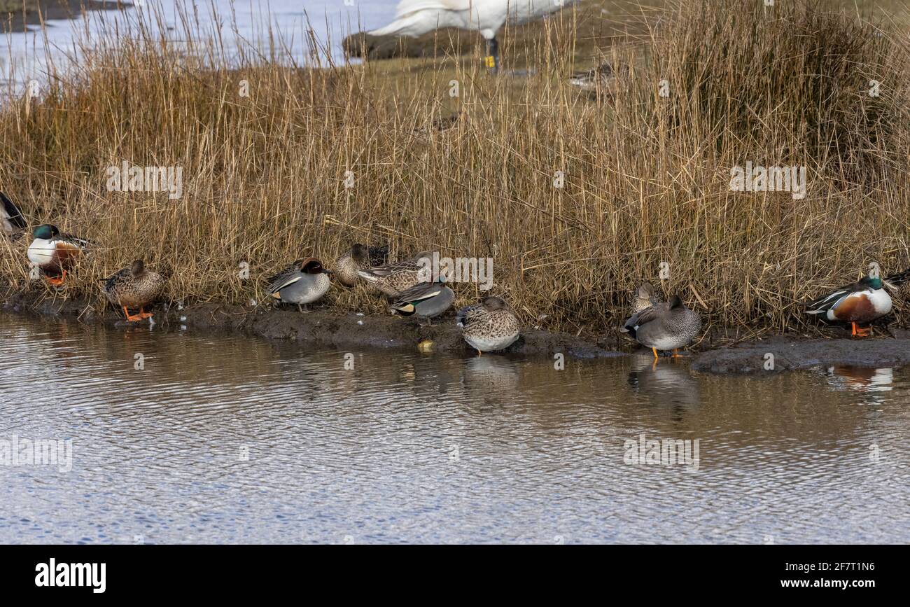 Mixed duck group roosting on lagoon margin - Gadwall, Shoveler and ...