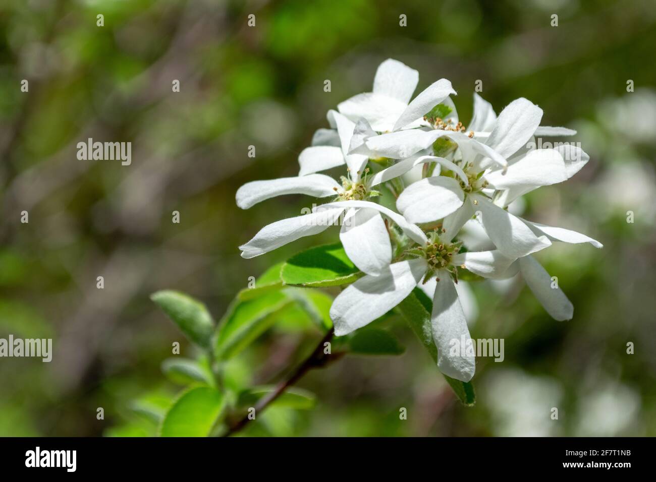 Snowy mespilus tree hi-res stock photography and images - Alamy