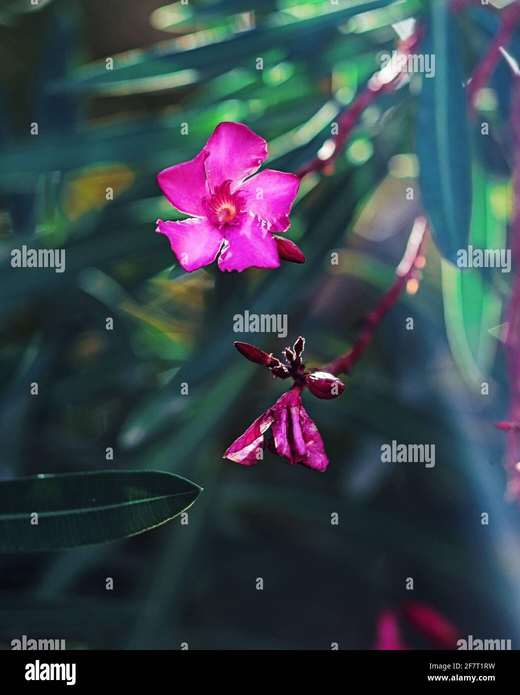 A pink tropical oleander with sun rays from the afternoon sun Stock ...