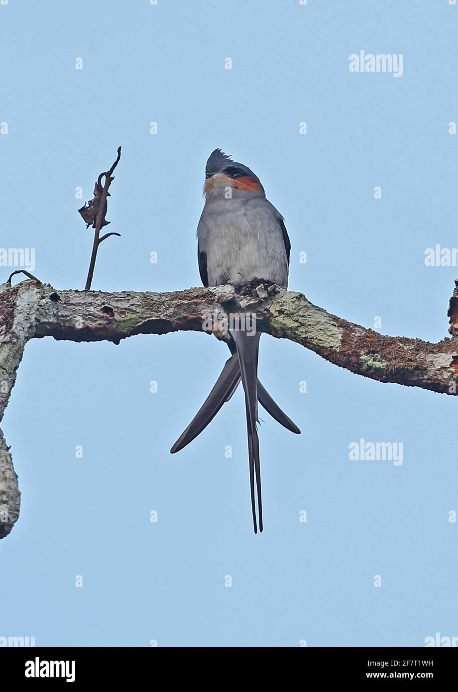 Hemiprocne coronata hi-res stock photography and images - Alamy