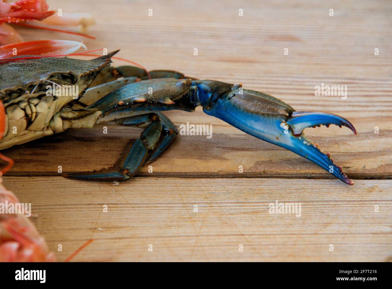 Calipers animal hi-res stock photography and images - Alamy