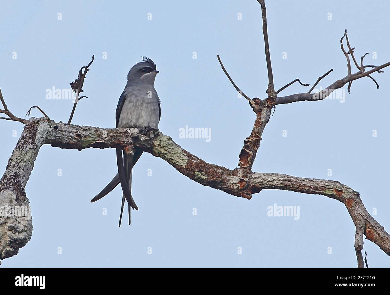 Female crested treeswift hemiprocne coronata hi-res stock photography ...
