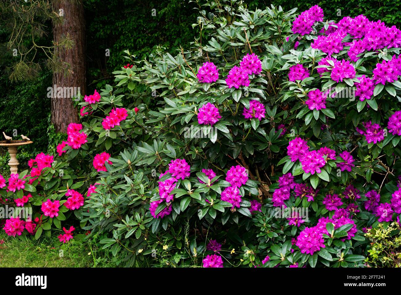 Rhododendrons in bloom hi-res stock photography and images - Alamy