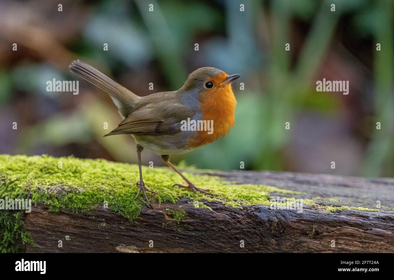 Robin pose hi-res stock photography and images - Alamy