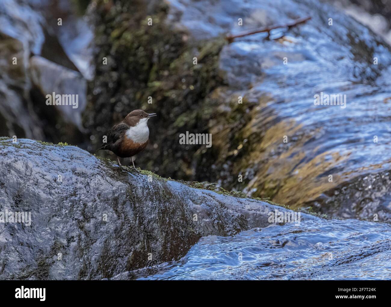 Dipper, Cinclus cinclus, on rocks by the River Lyn, Exmoor. Devon Stock ...