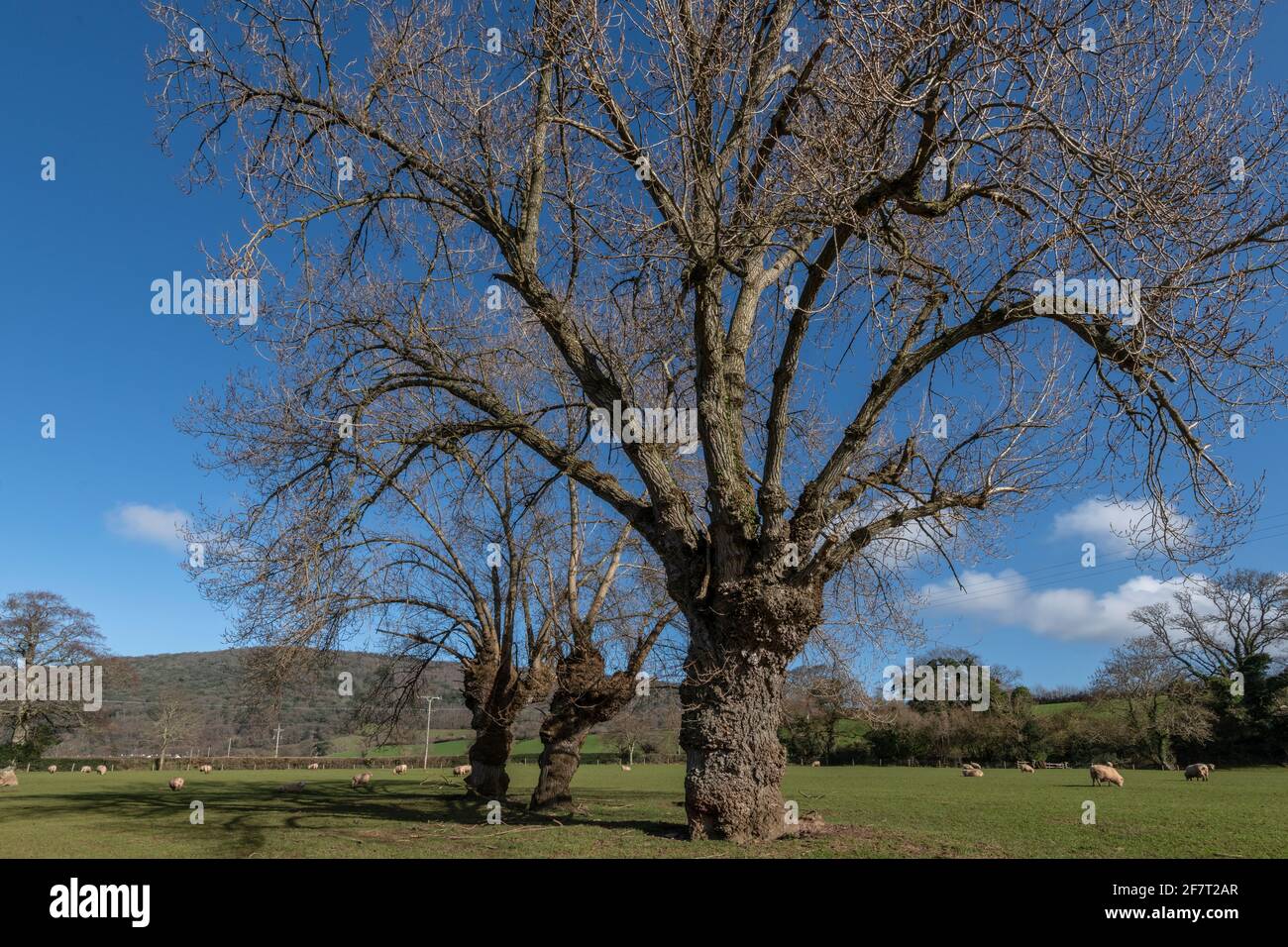 Native Black poplar, Populus nigra subsp. betulifolia, growing on flood ...