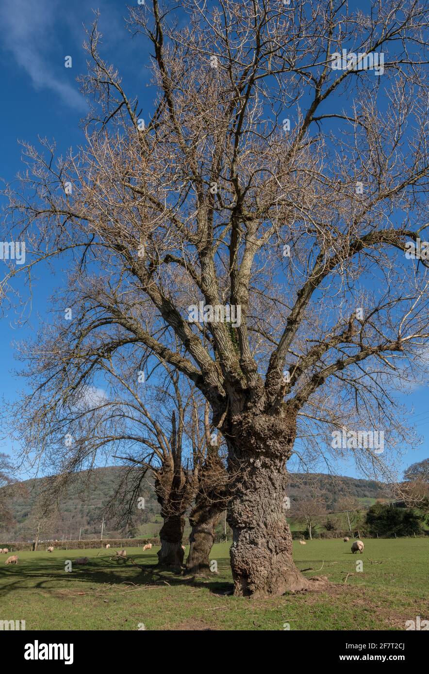 Native Black poplar, Populus nigra subsp. betulifolia, growing on flood ...