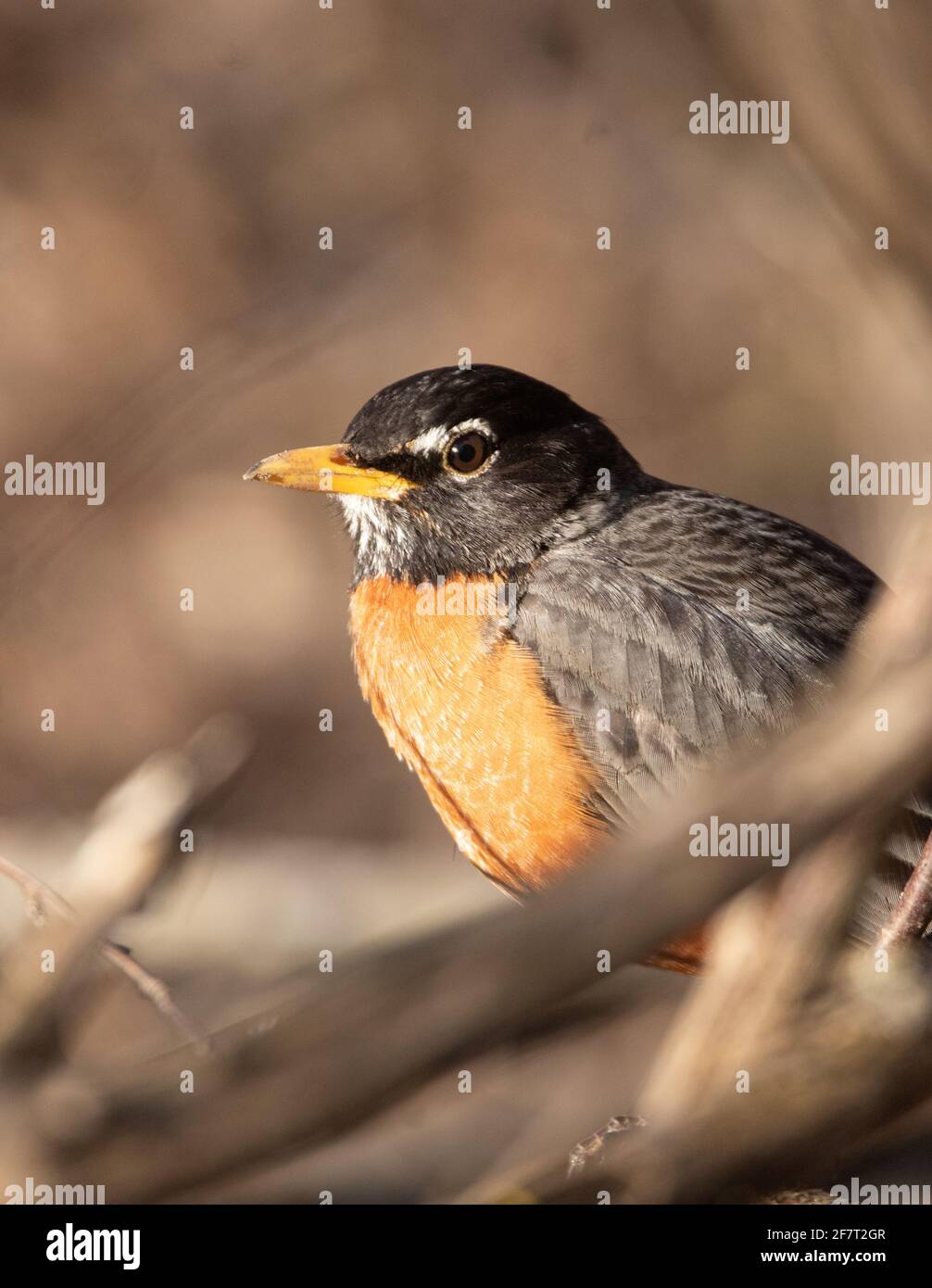 American Robin High Resolution Stock Photography and Images - Alamy