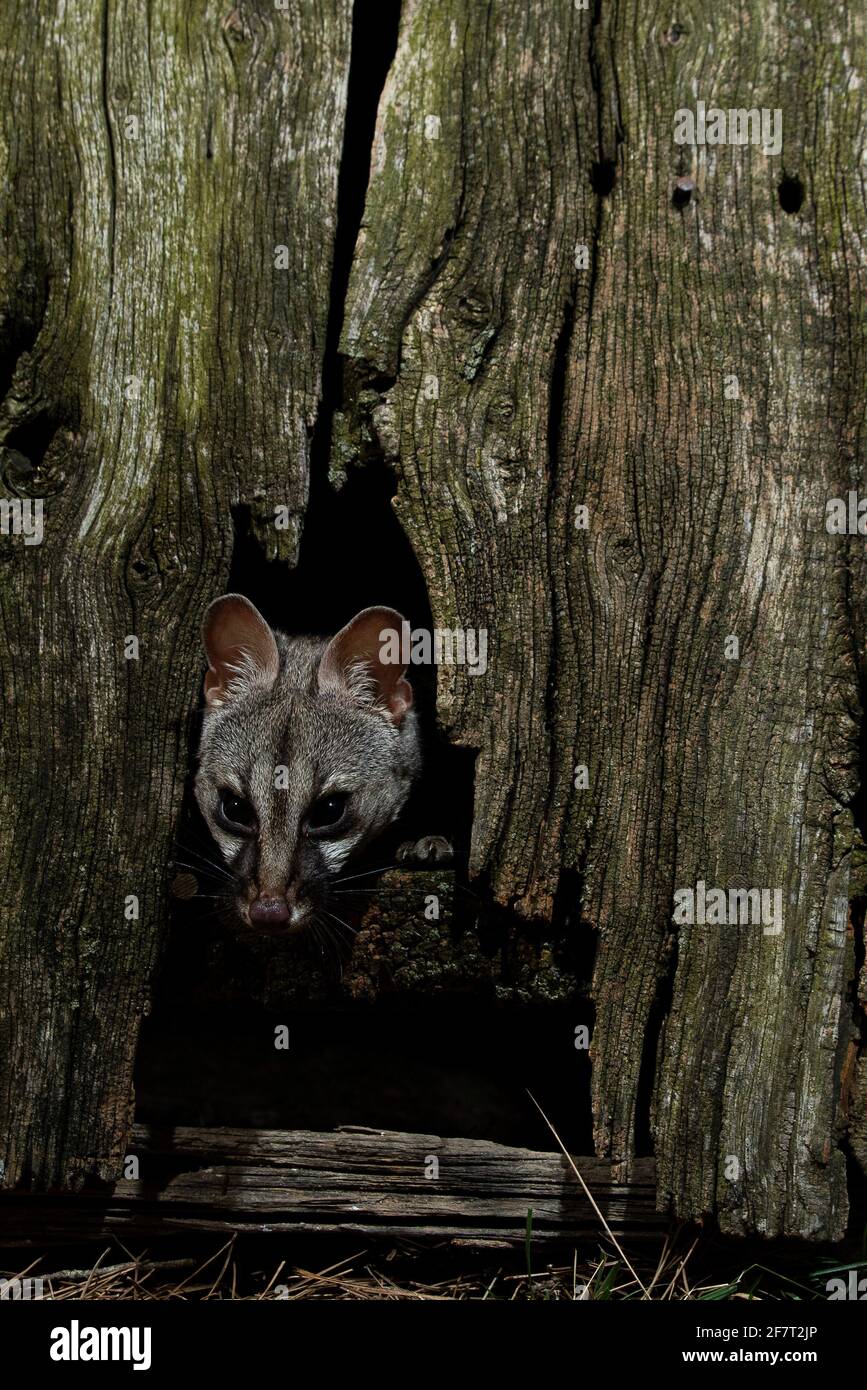 Common genet genetta genetta in hi-res stock photography and images - Alamy