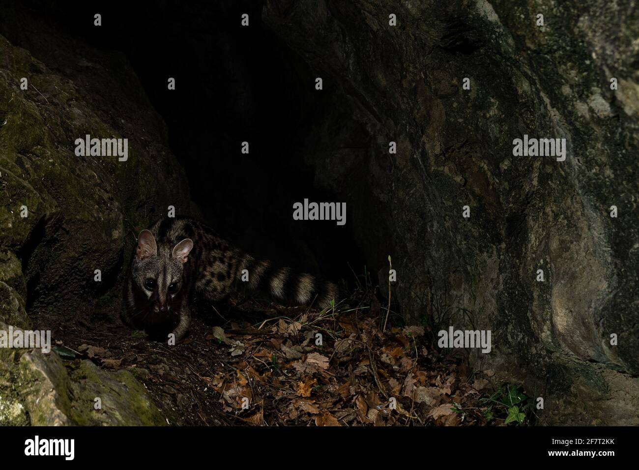 A genet (Genetta genetta) in a rock Stock Photo - Alamy