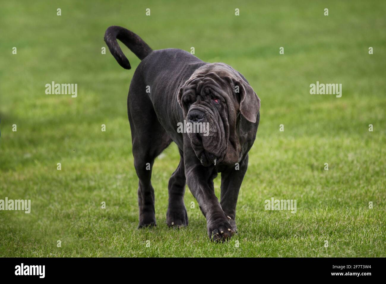 Neapolitan breed hi-res stock photography and images - Alamy