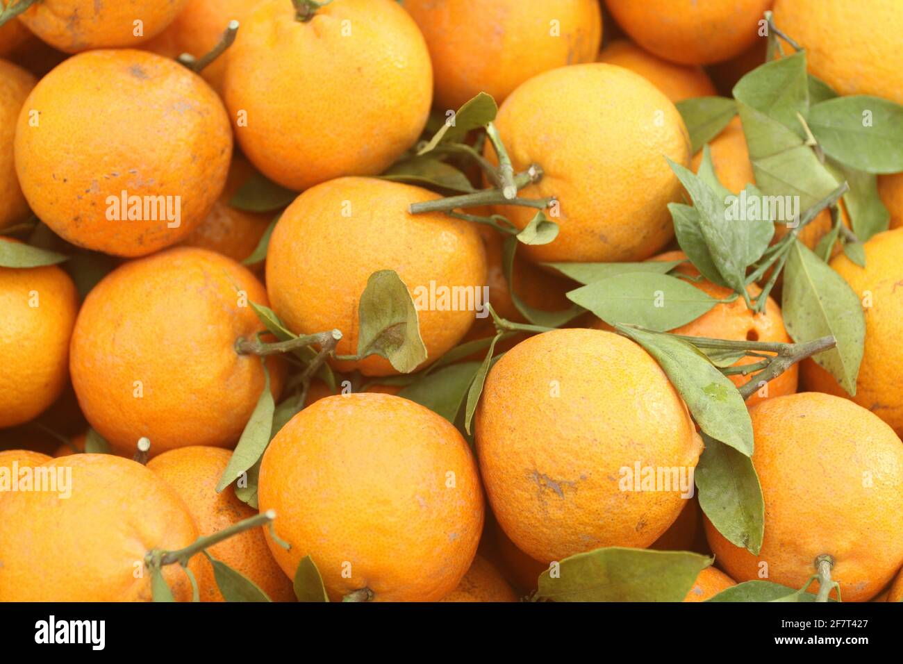 Bright tangerines hi-res stock photography and images - Alamy