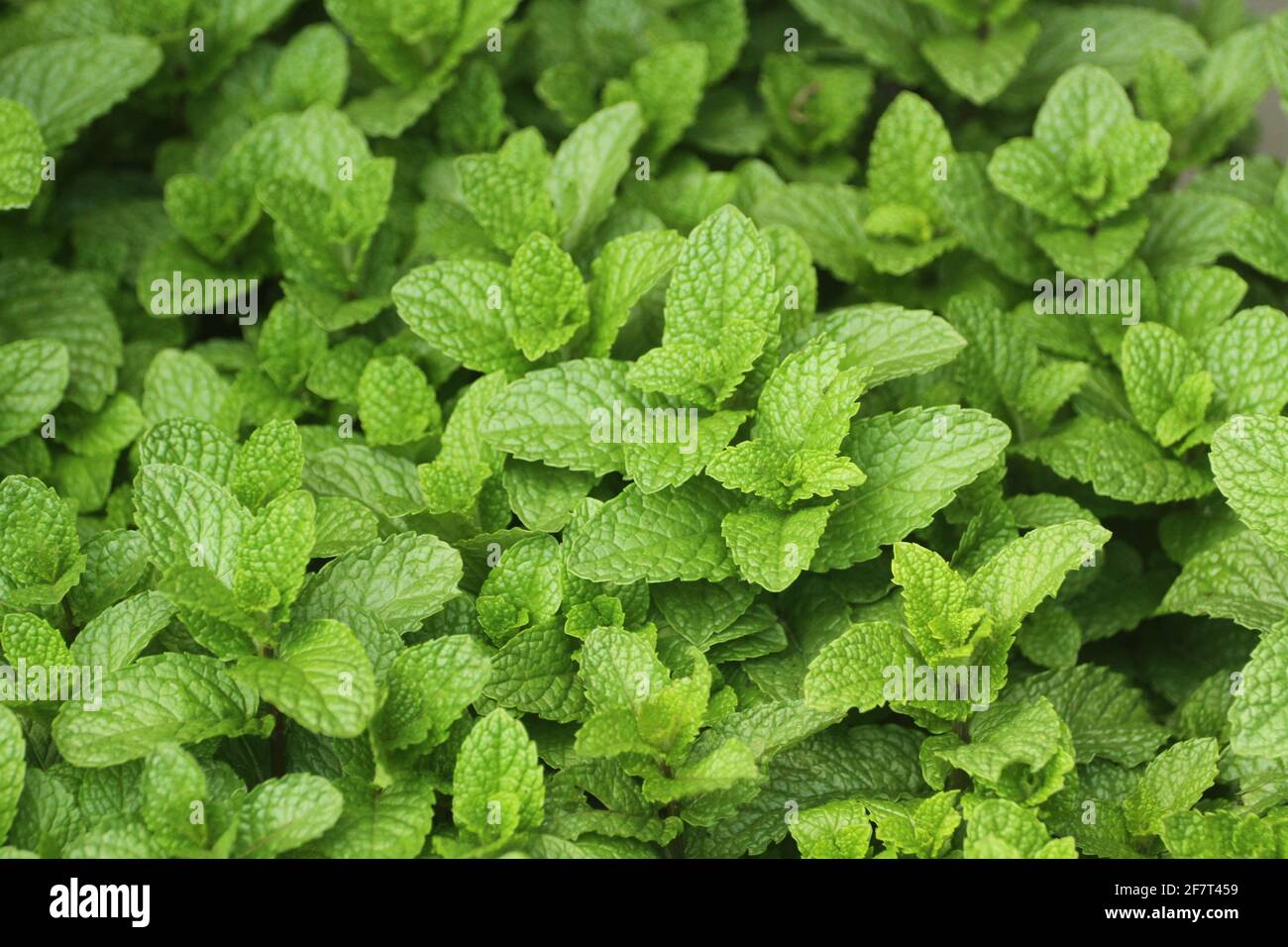 Closeup of green mint plants Stock Photo - Alamy