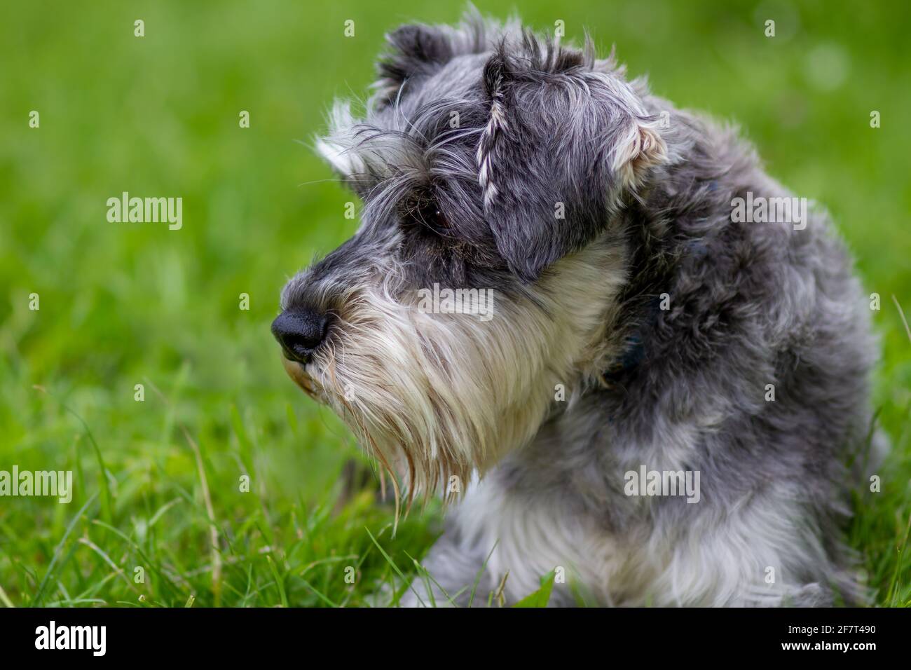 Miniature schnauzer hi-res stock photography and images - Alamy