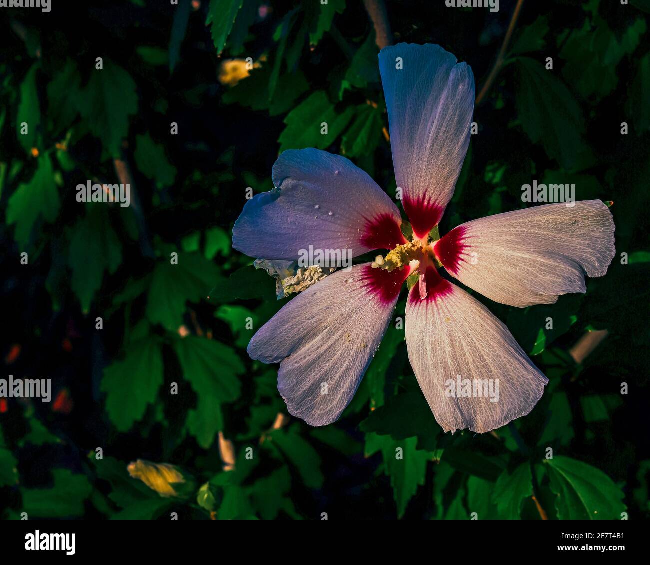 Rose of sharon blossom in the late afternoon spring sunshine Stock ...