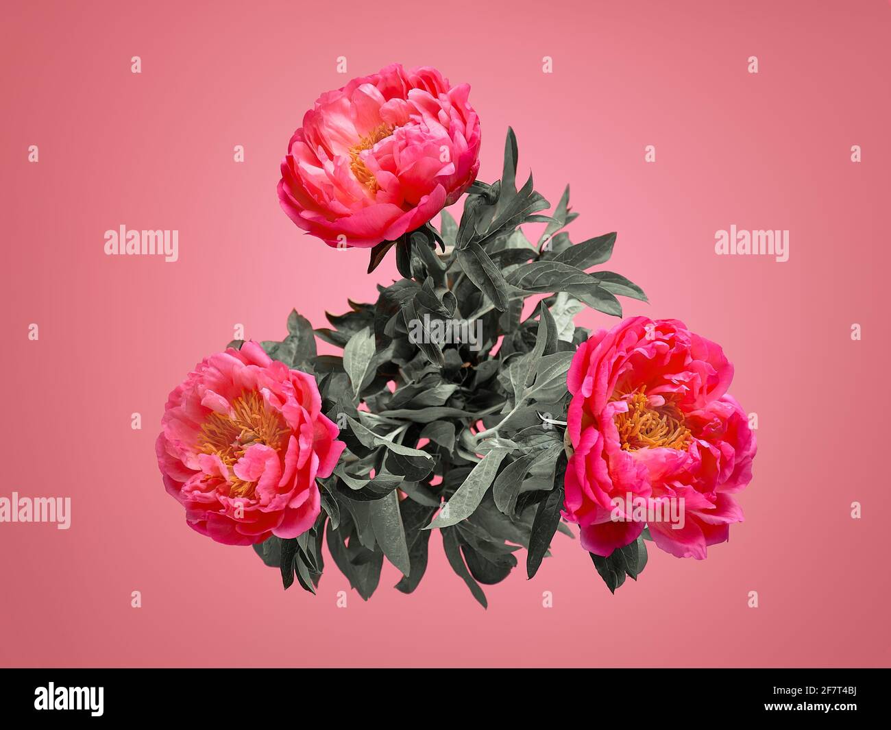 Several pink peony flowers arranged on matching pink paper. Toned image ...