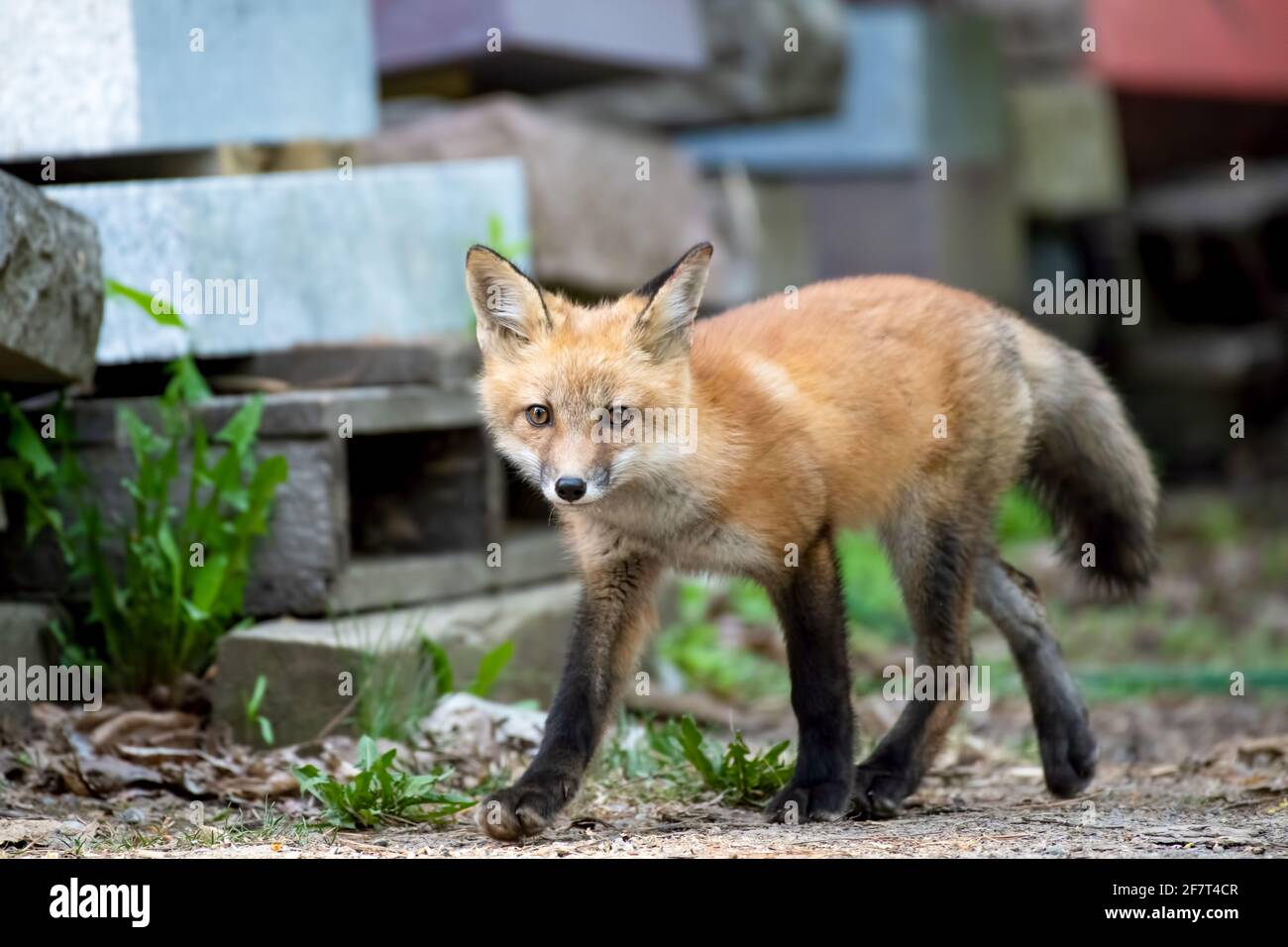 Red fox kit exploring a maintenance area close to the family den in ...
