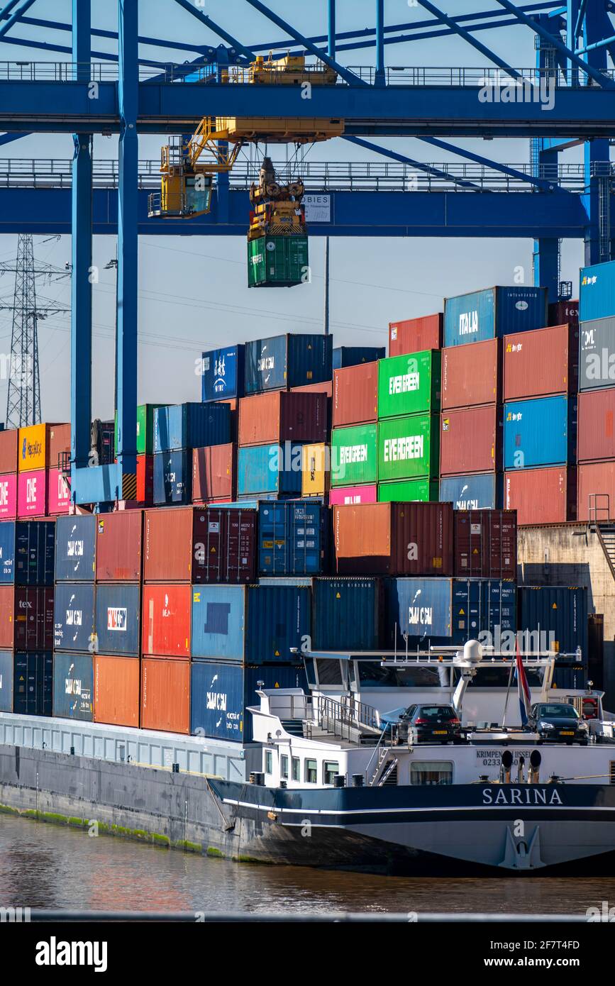 Container cargo ship in the harbour basin of the Logport, gantry cranes ...