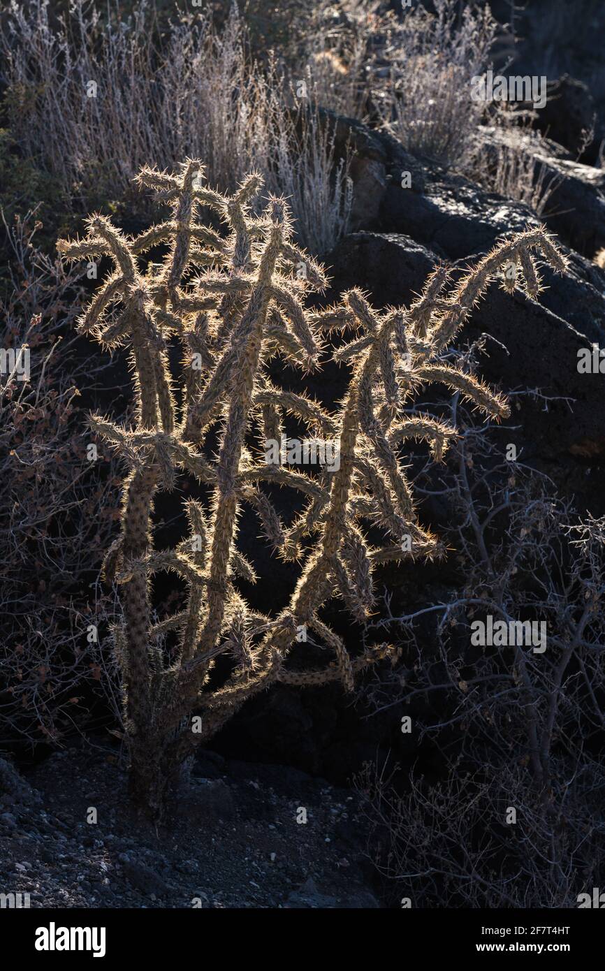 Cane Cholla or Walking Stick Cholla growing in the pahoehoe lava in the ...