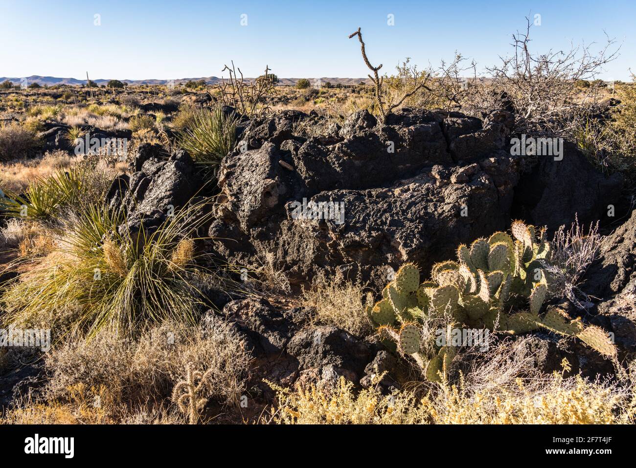 Cane Cholla or Walking Stick Cholla and prickly pear cactus growing in ...
