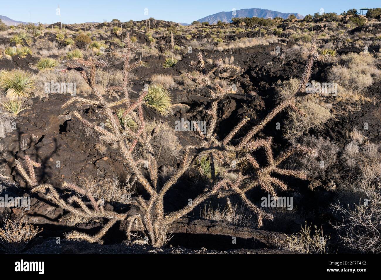 Cane Cholla or Walking Stick Cholla, Cylindropuntia imbricata, growing ...