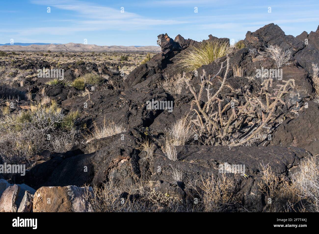 Cane Cholla or Walking Stick Cholla, Cylindropuntia imbricata, growing ...