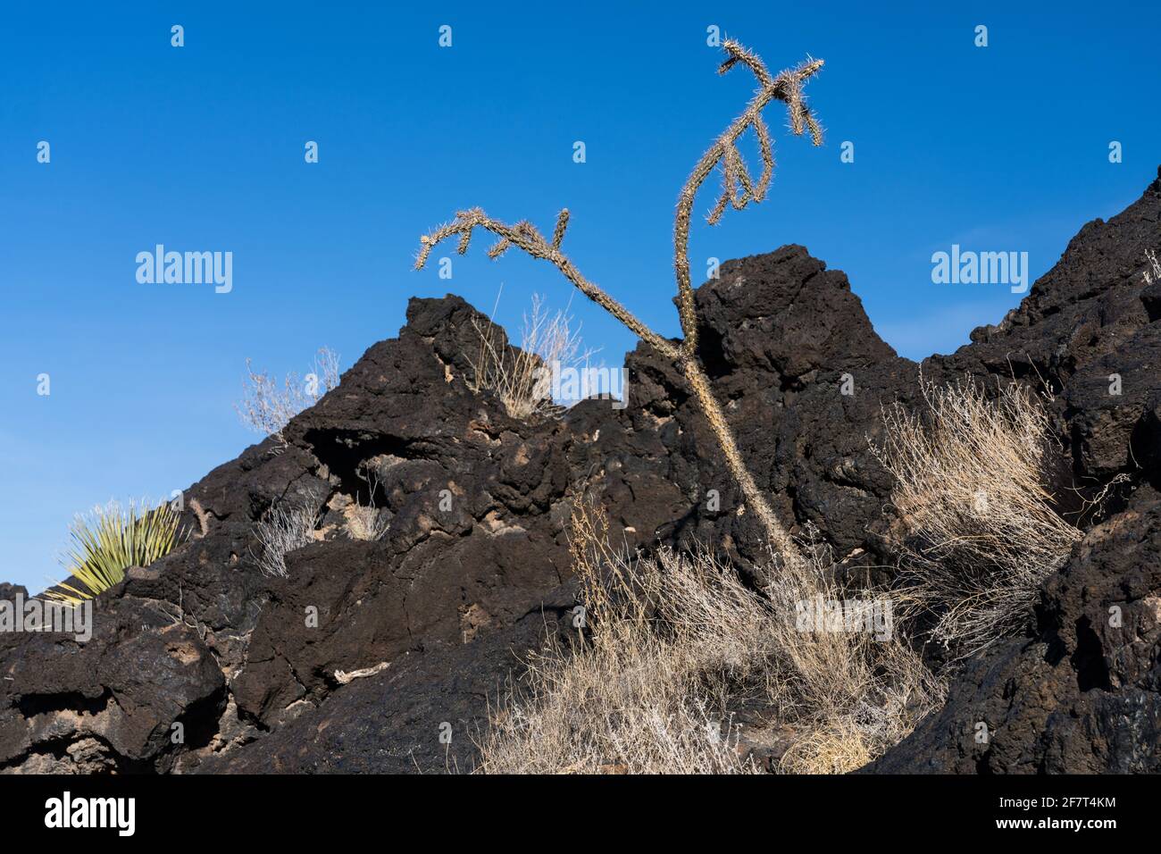 Cane Cholla or Walking Stick Cholla, Cylindropuntia imbricata, growing ...