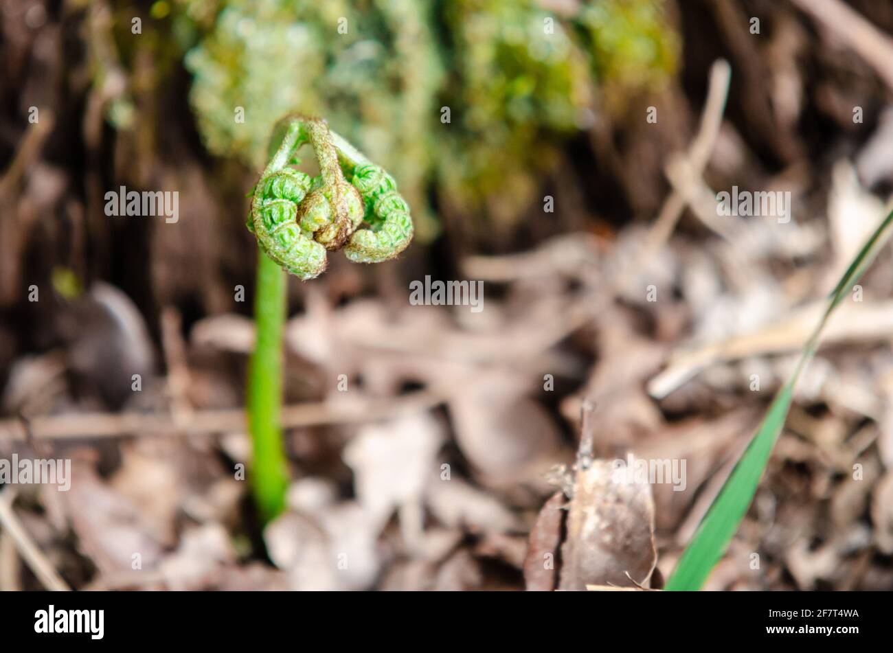 Sprouting plant in the woods landscape plant Stock Photo - Alamy