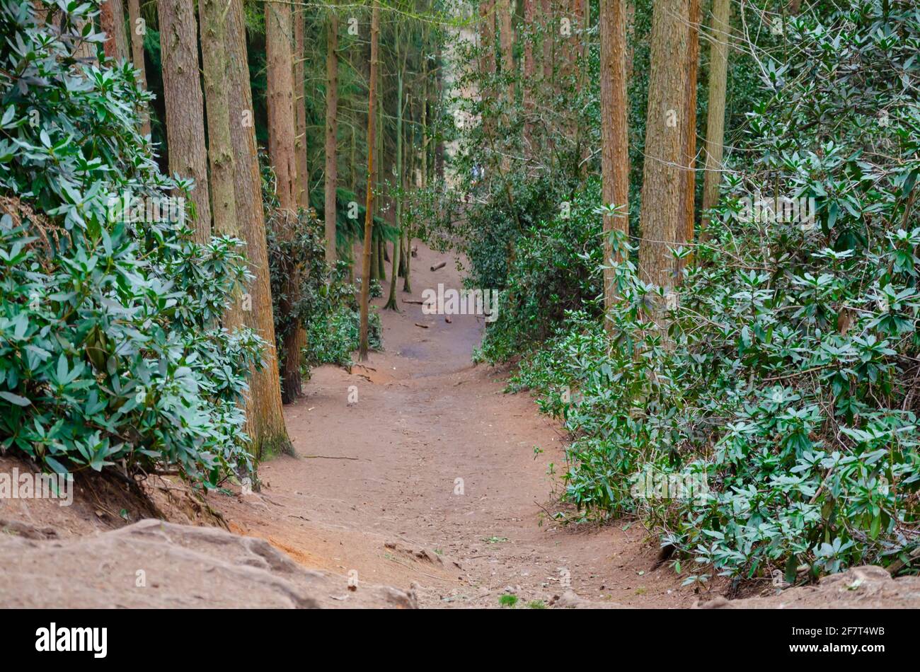 Downhill pathway in the woods through the trees Stock Photo - Alamy