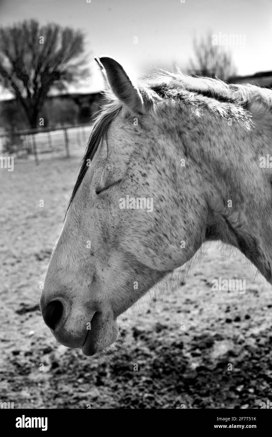 Horses within an enclosed corral on a rural ranch in Galisteo, New ...