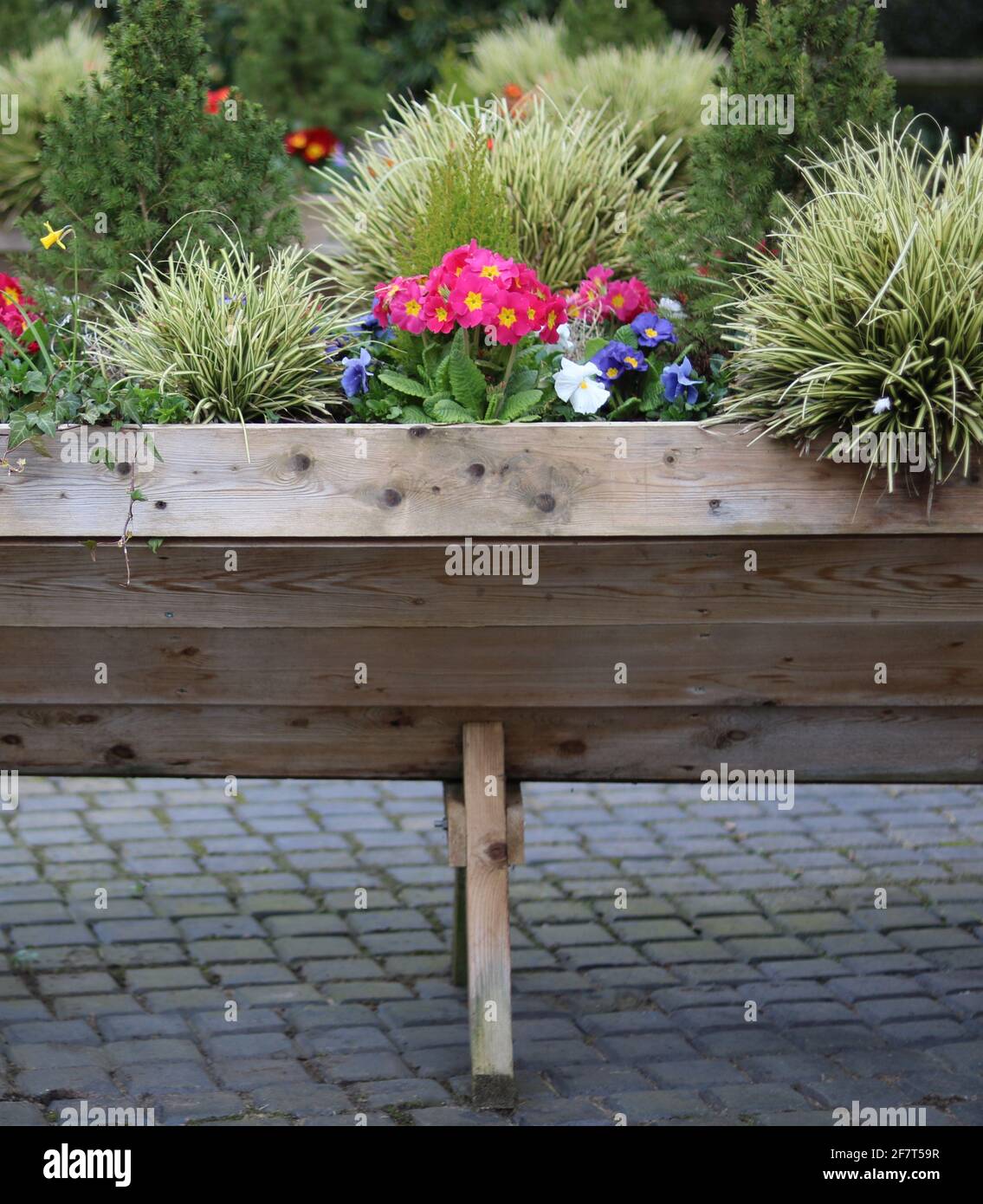 Plant trough with grasses and assorted coloured flowers in winter Stock ...