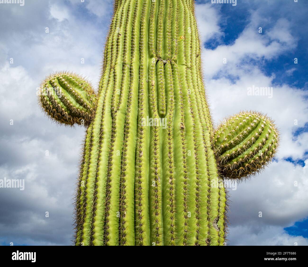 Saguaro National Park in the Sonoran desert of southern Arizona Stock ...
