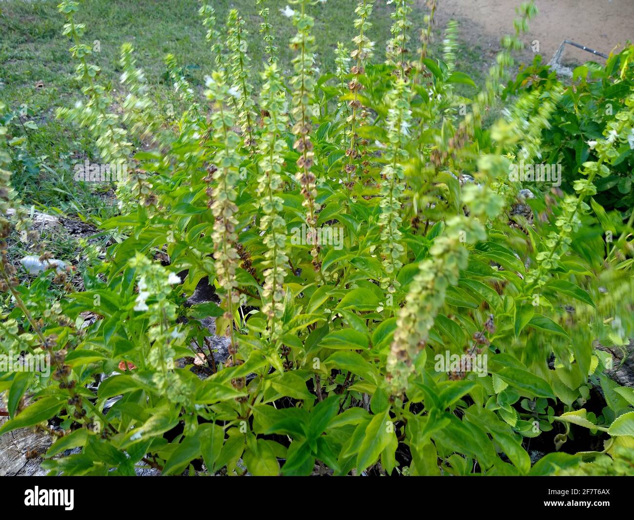 salvador, bahia, brazil - december 29, 2020: basil plant is seen in the ...