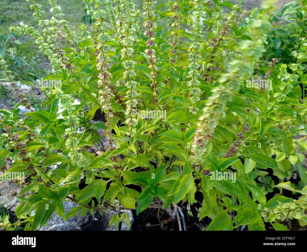 salvador, bahia, brazil - december 29, 2020: basil plant is seen in the ...