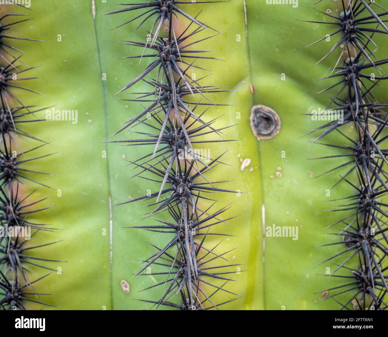Saguaro National Park in the Sonoran desert of southern Arizona Stock ...