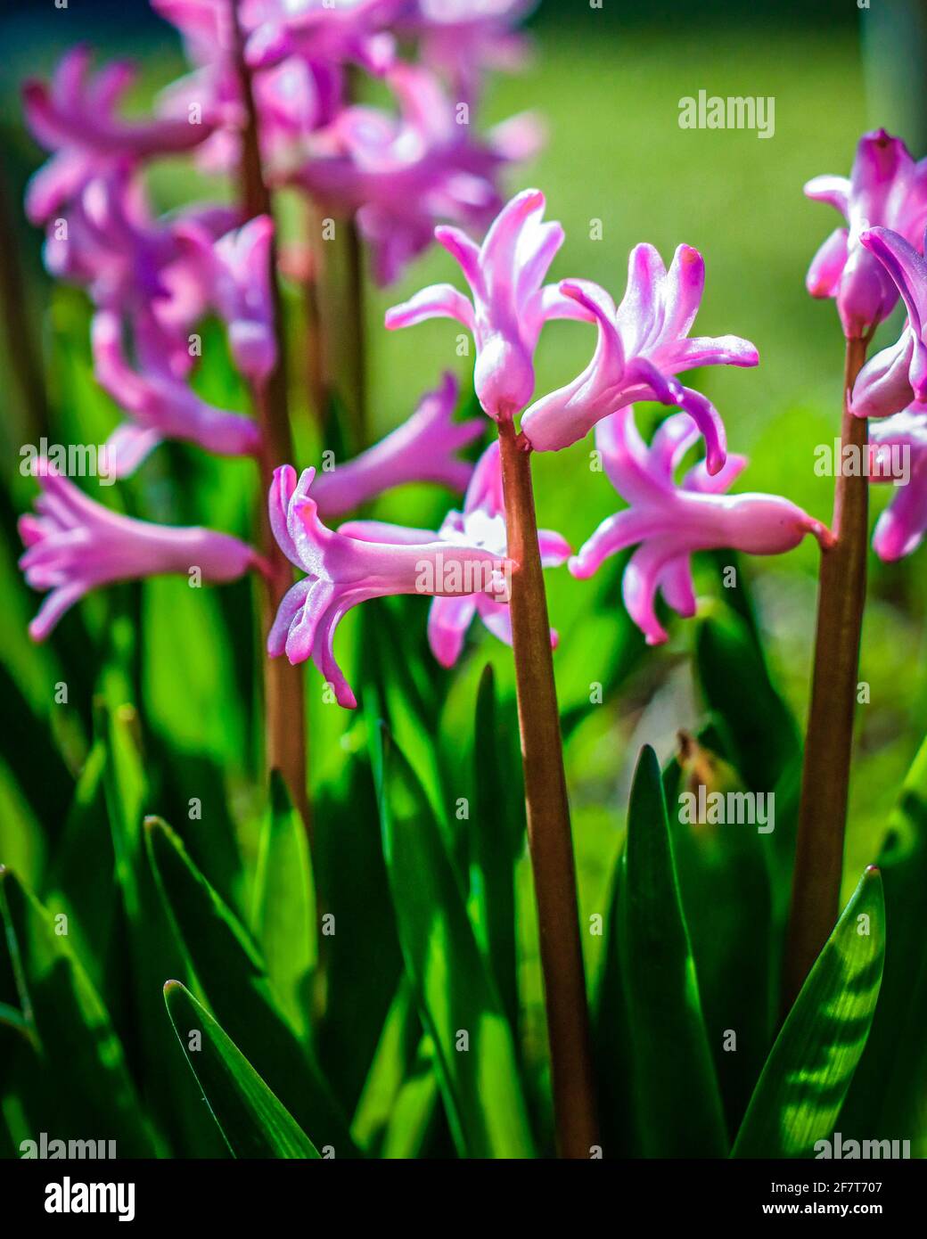Petal spring pink hi-res stock photography and images - Alamy