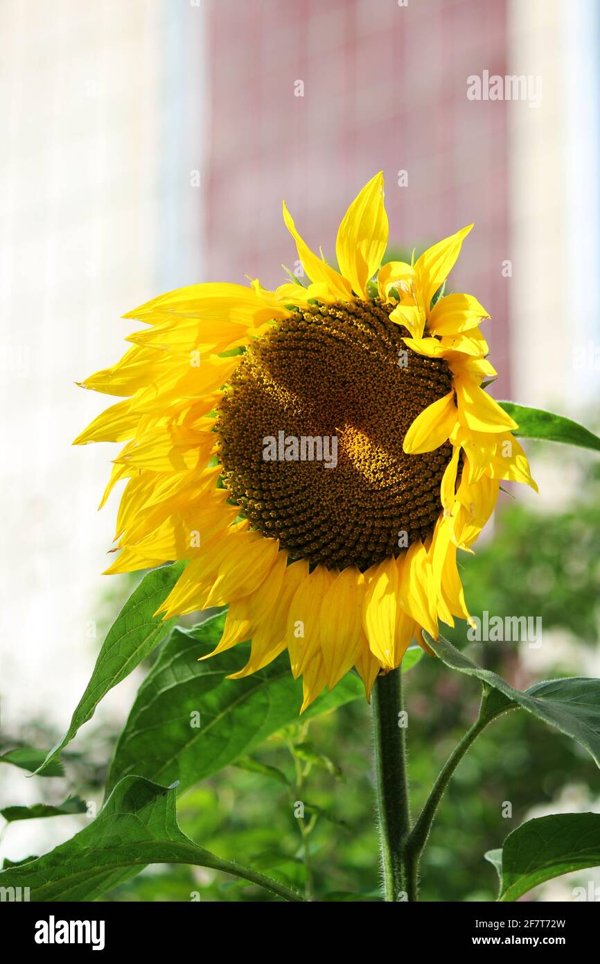 lonely sunflower flower that grew alone on a flower bed near the house ...