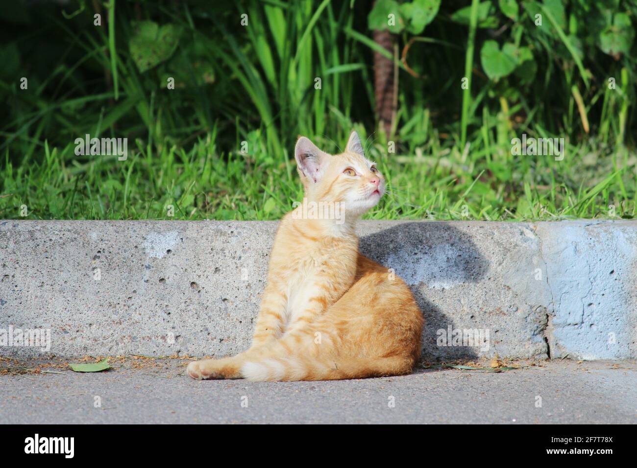 street ginger kitten sits on the road by the curb, basking in the sun ...