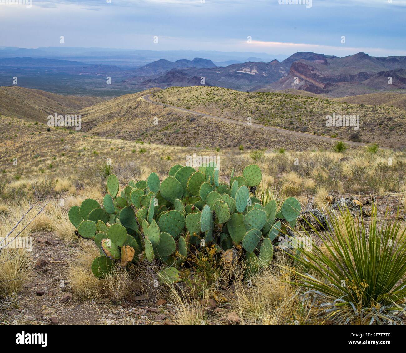 Big bend national park road cactus hi-res stock photography and images ...