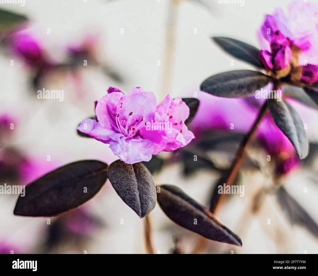 Pink spring azaleas in bloom Stock Photo - Alamy