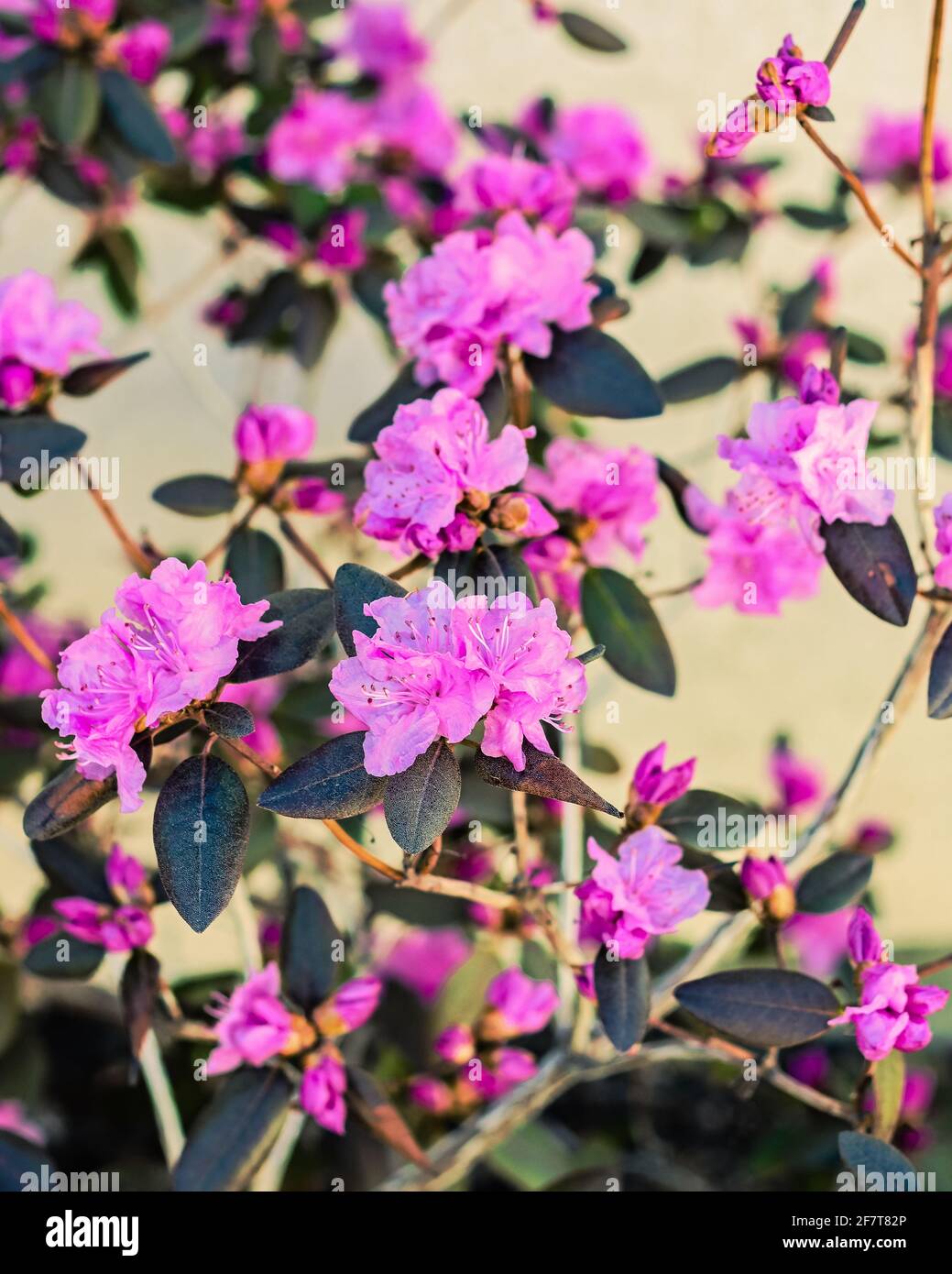 Pink spring azaleas in bloom Stock Photo - Alamy