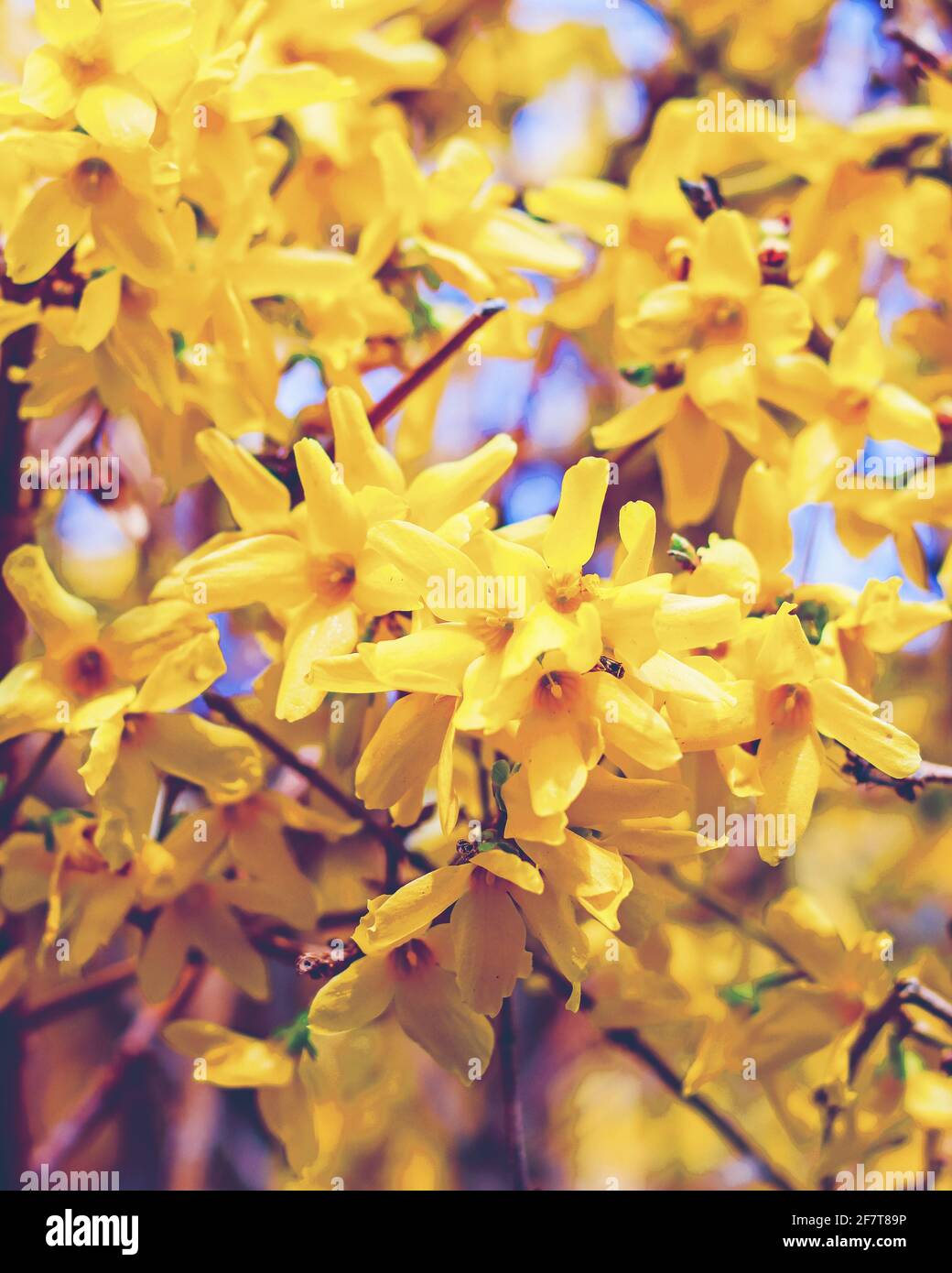 Summer forsythia hi-res stock photography and images - Alamy