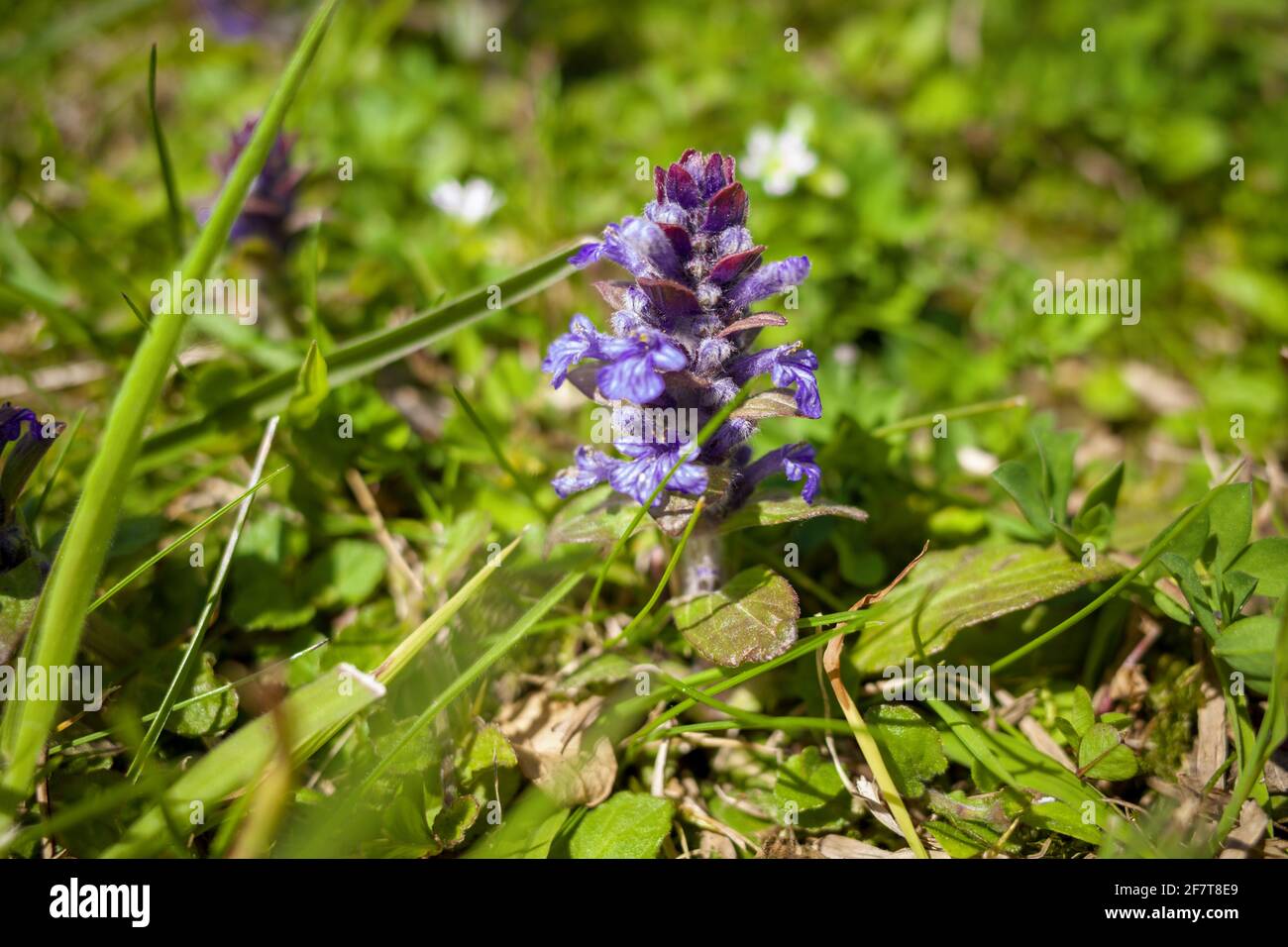 Selective focus shot of a tenacious Stock Photo - Alamy
