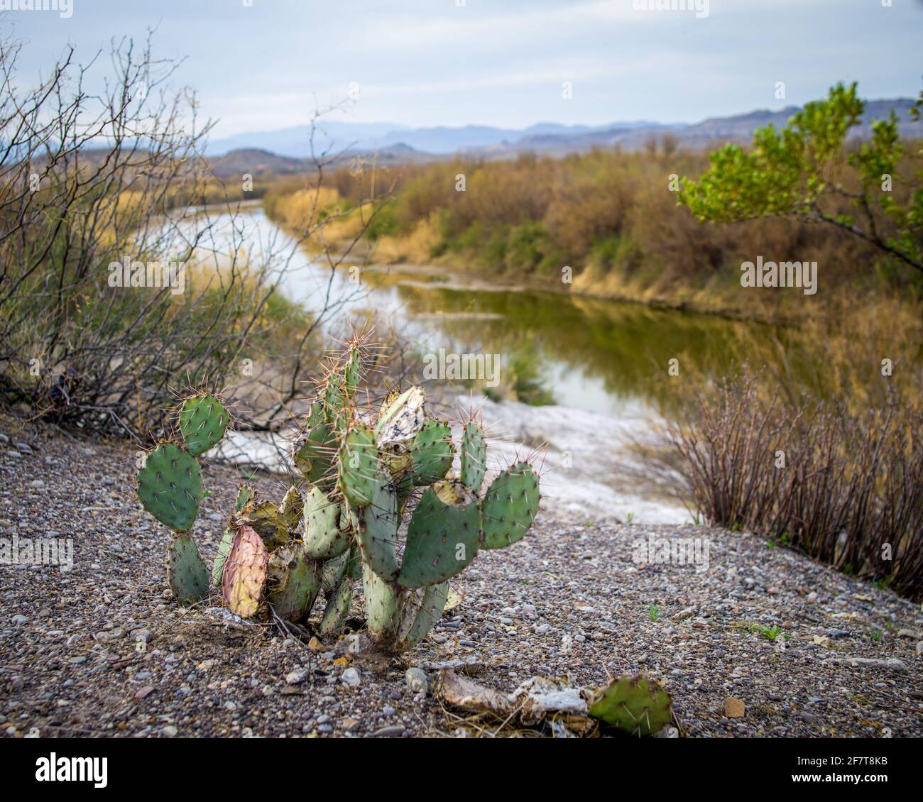 Prickly Pear cactus growing along the Rio Grande River, Big Bend ...