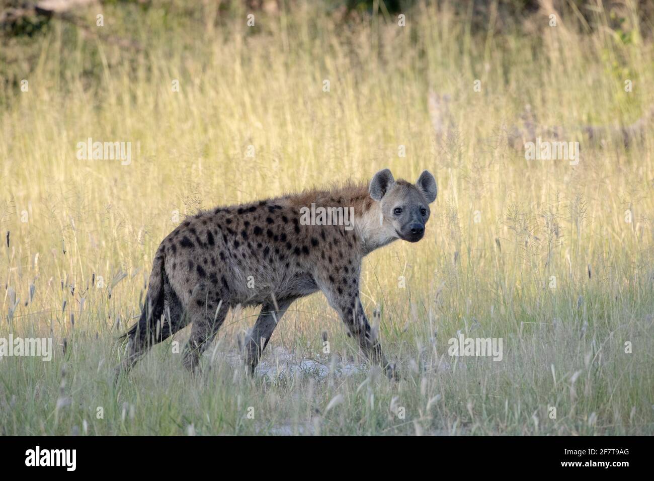 Spotted Hyaena (Crocuta crocuta). Walking animal in profile striding ...