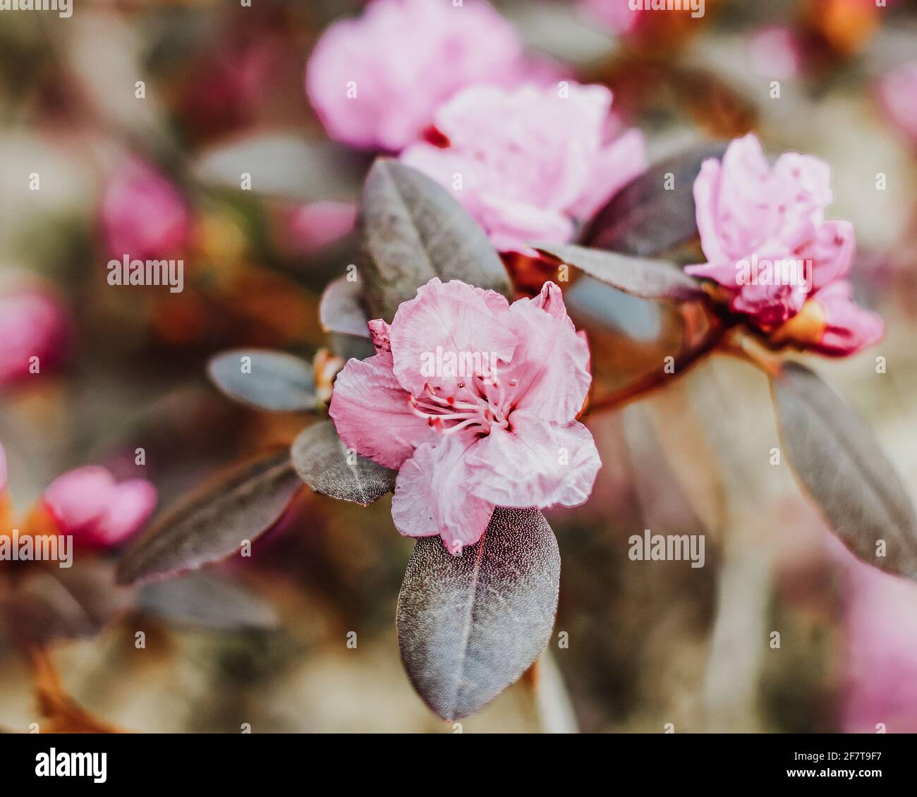 Pink spring azaleas in bloom Stock Photo - Alamy
